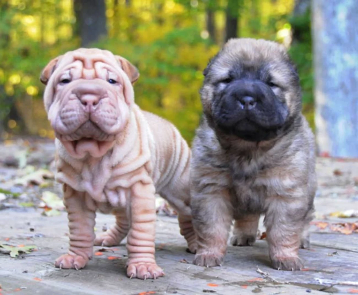 The Art of Breeding: Understanding the Science Behind Dog Breeding ...