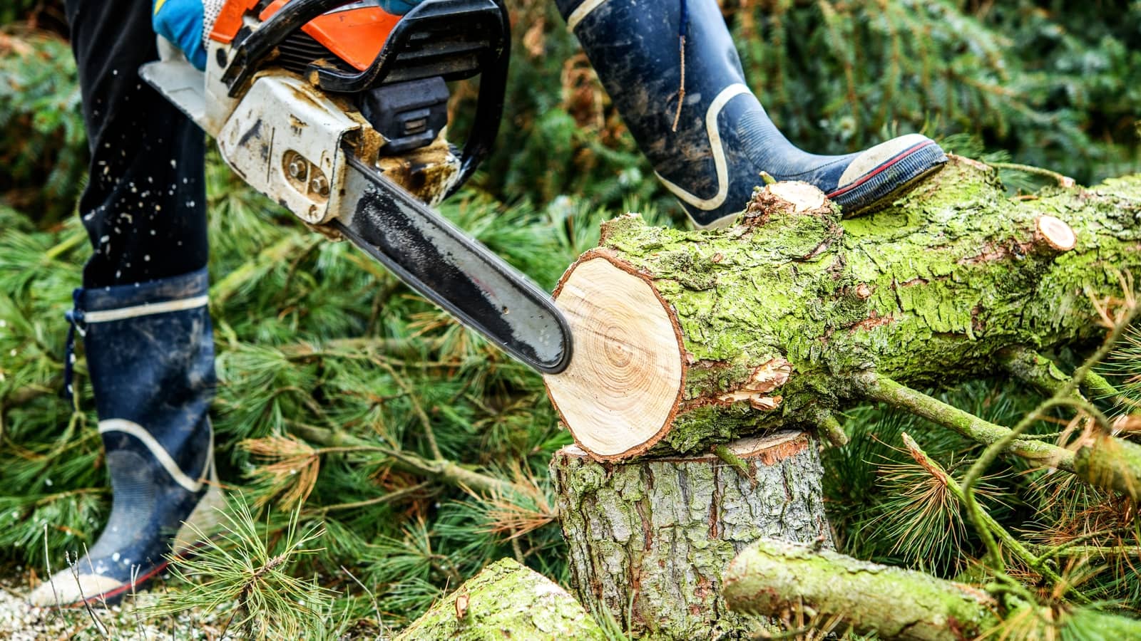 Removing Trees with Confidence: Key Guidelines and Safety Precautions ...