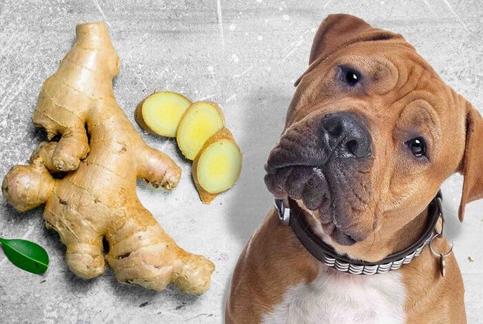 How Does Ginger Impact Dogs' Health?